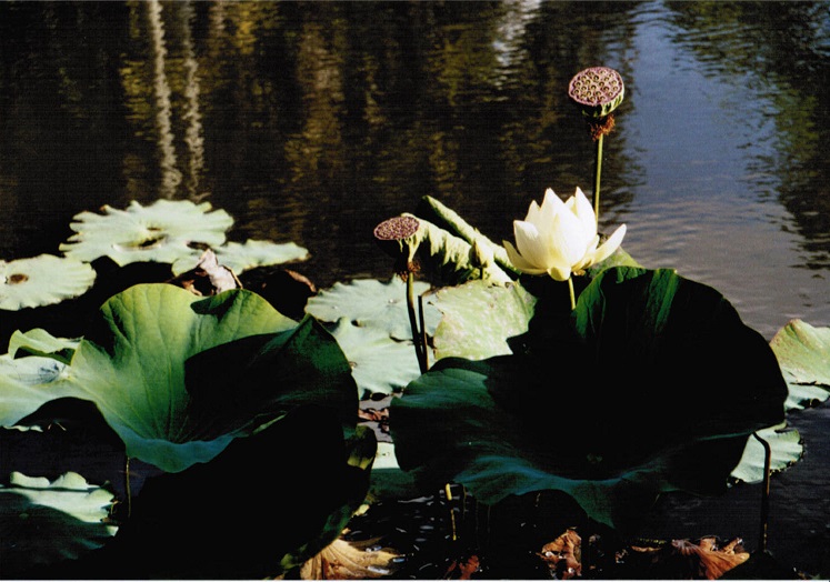 Morne De Brabant, Mauritius – duck-links.com